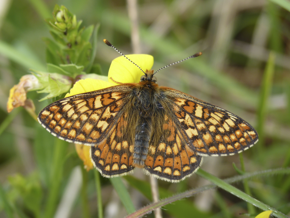 December 2023: Restoring and connecting habitats for butterflies in the ...